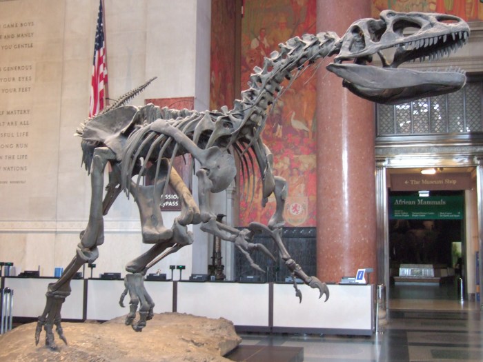 AMNH Allosaurus photos – DINOSAURS AND BARBARIANS