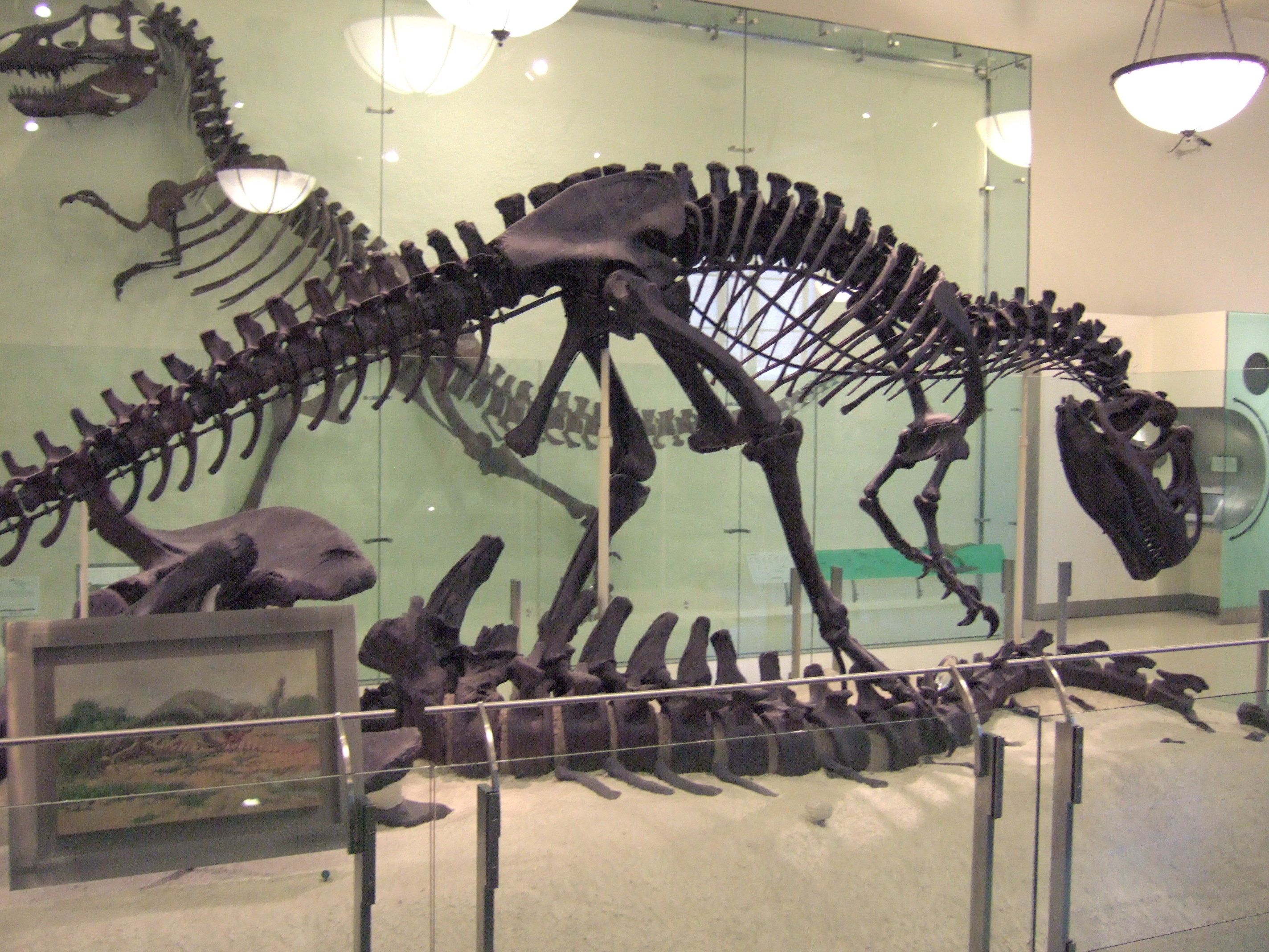 AMNH Allosaurus photos – DINOSAURS AND BARBARIANS
