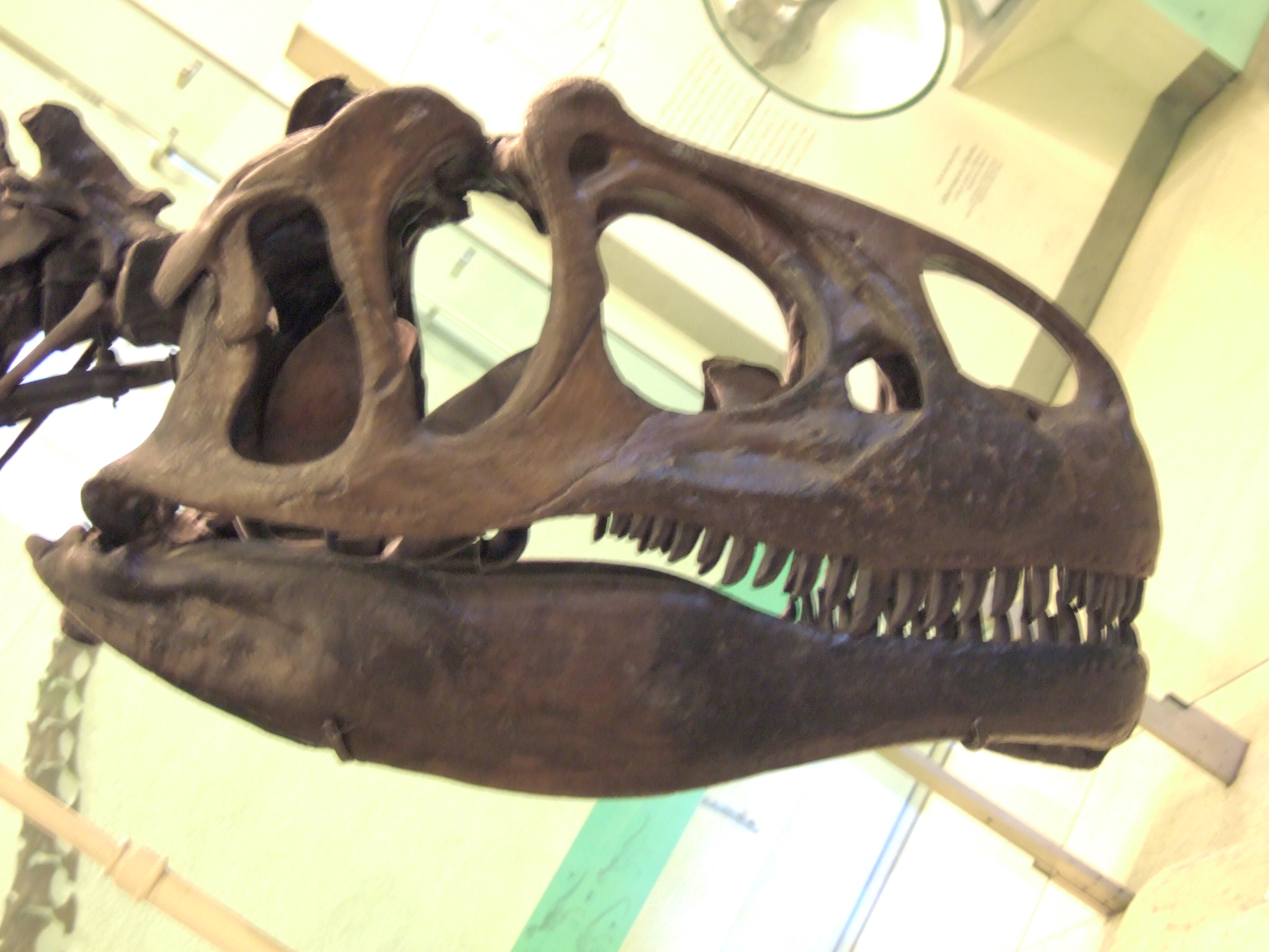 AMNH Allosaurus photos – DINOSAURS AND BARBARIANS