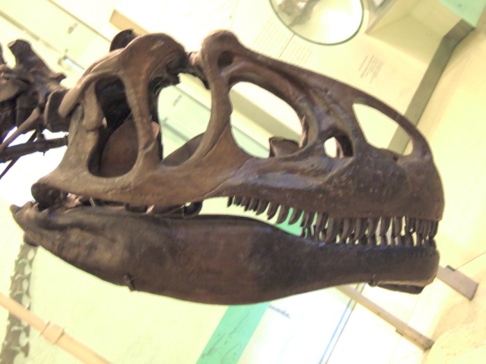 AMNH Allosaurus photos – DINOSAURS AND BARBARIANS