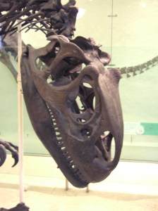 AMNH Allosaurus photos – DINOSAURS AND BARBARIANS