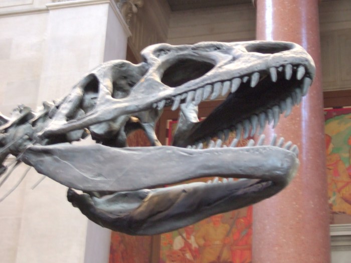 AMNH Allosaurus photos – DINOSAURS AND BARBARIANS