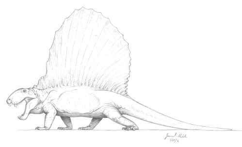 Neckless Wonders: Feeding Techniques of Dimetrodon and other Early ...