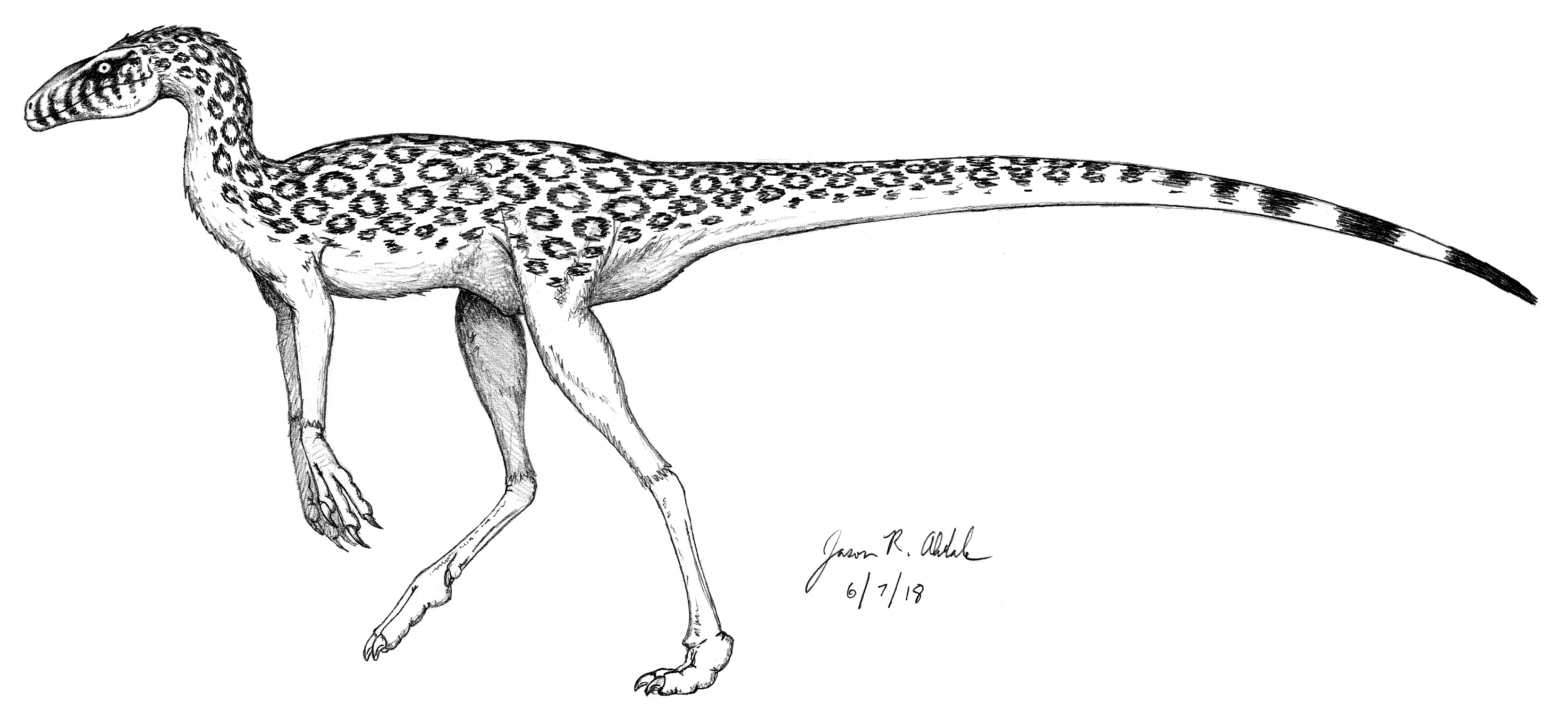 Coelurus – DINOSAURS AND BARBARIANS