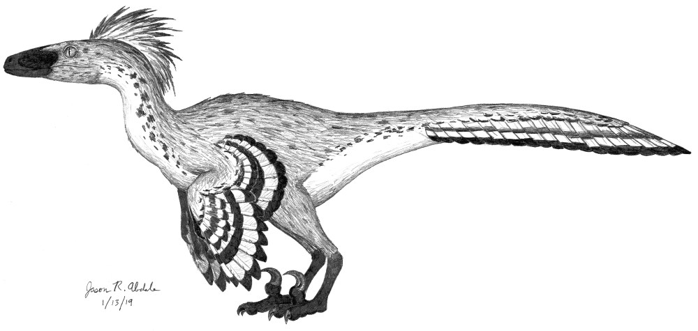 Revising my Troodon drawing – DINOSAURS AND BARBARIANS
