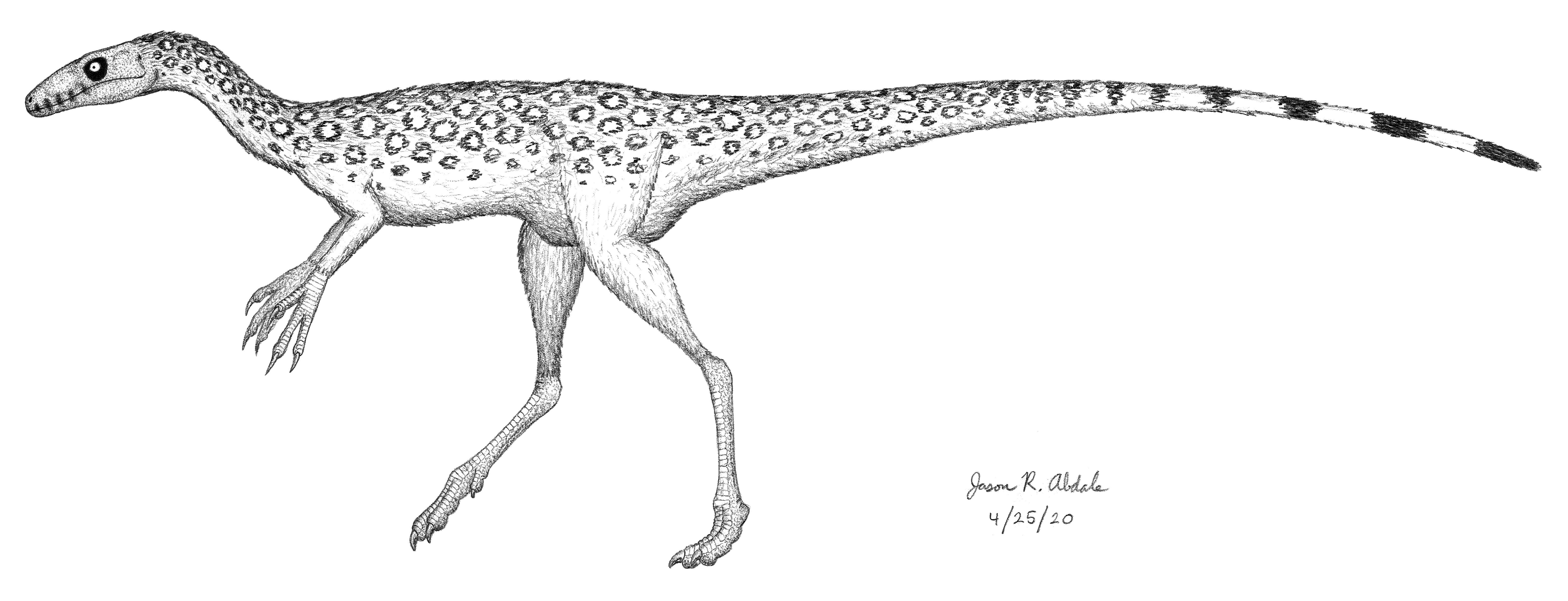 Coelurus again – DINOSAURS AND BARBARIANS