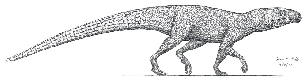 Macelognathus – DINOSAURS AND BARBARIANS