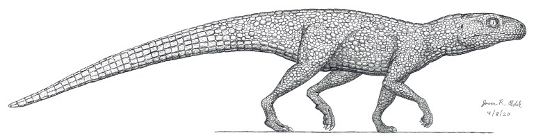 Macelognathus – DINOSAURS AND BARBARIANS