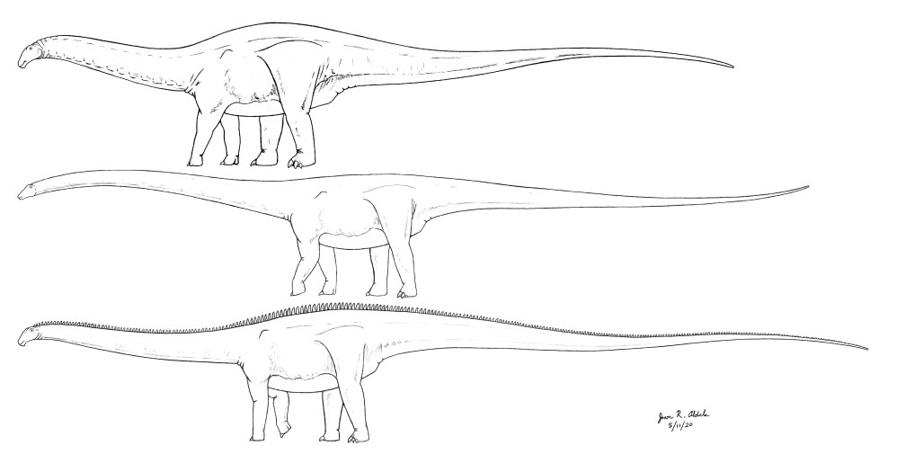 Some Morrison Formation Sauropods: Apatosaurus, Barosaurus, and ...