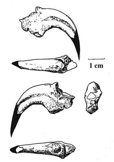 Evidence of Therizinosaurs in North America during the Late Cretaceous ...