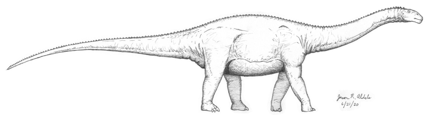 Haplocanthosaurus: An Enigmatic Sauropod from the Late Jurassic Period ...