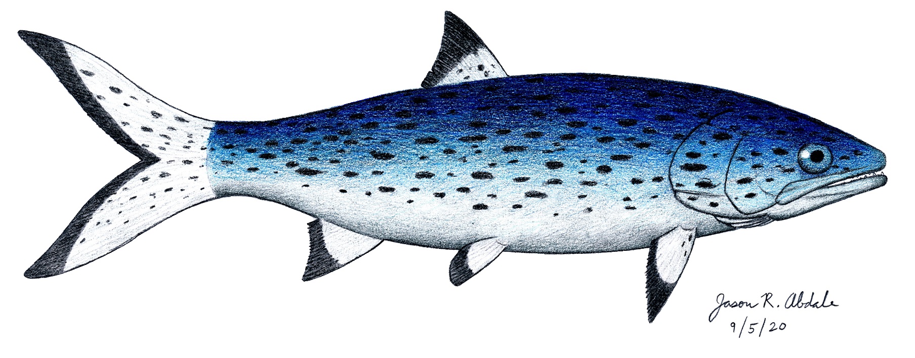 Caturus – DINOSAURS AND BARBARIANS