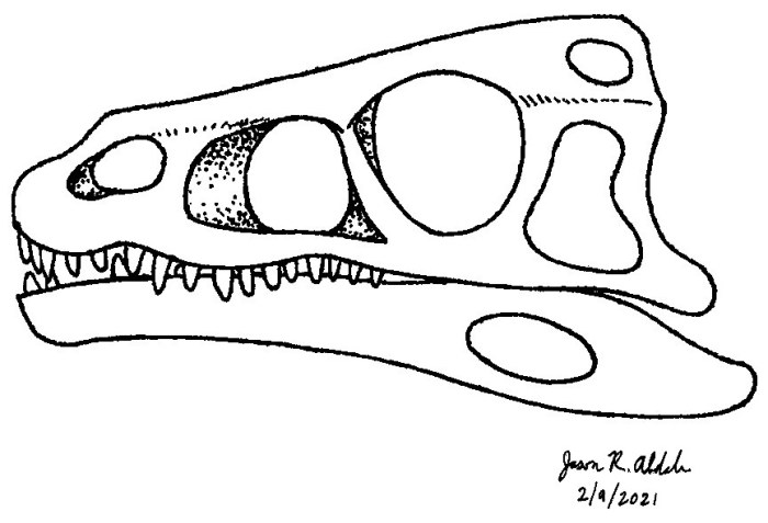 Panphagia, the Oldest-Known Sauropodomorph Dinosaur – DINOSAURS AND ...