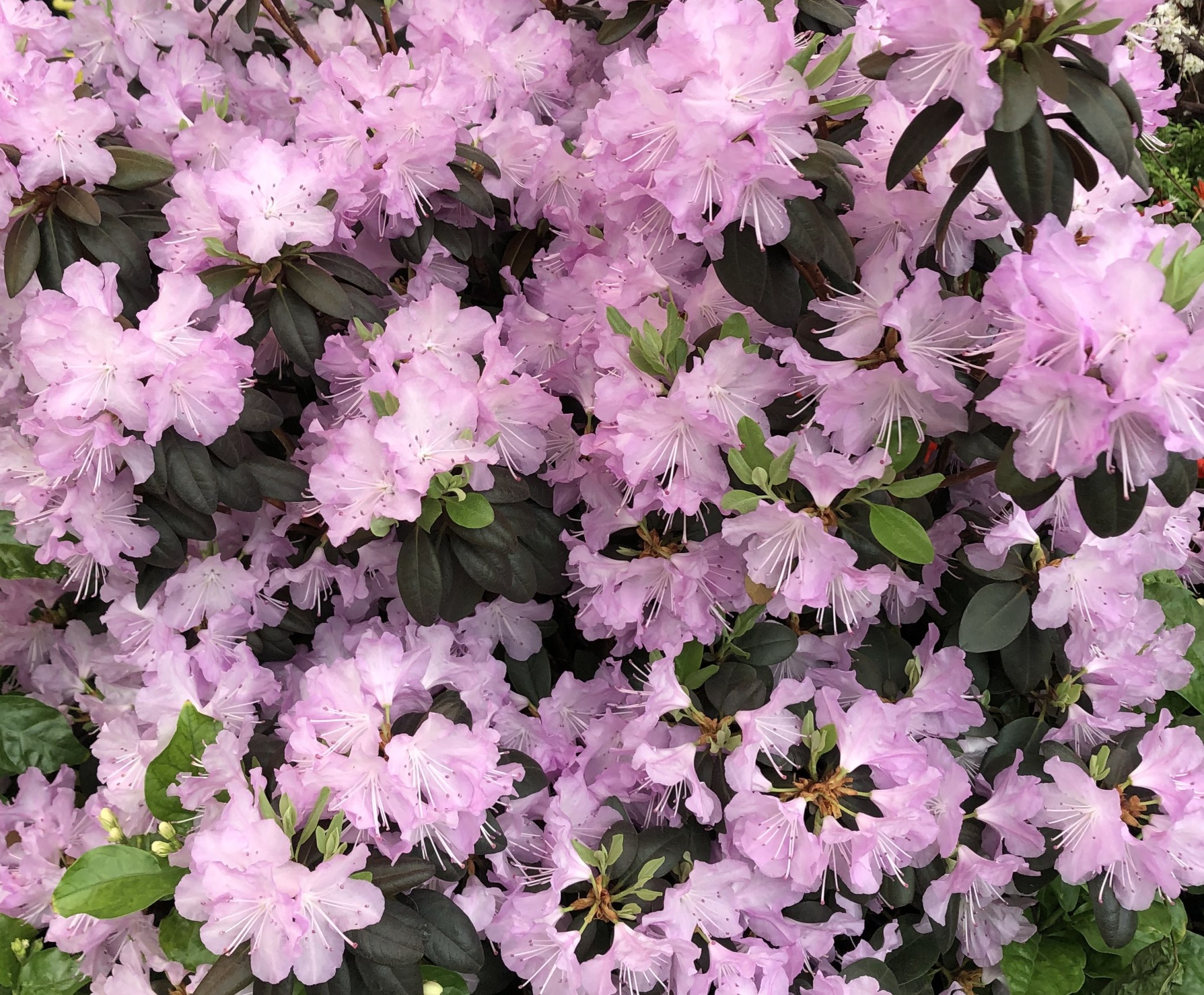 April 28 – The Floralia: The Ancient Roman Flower Festival – DINOSAURS ...