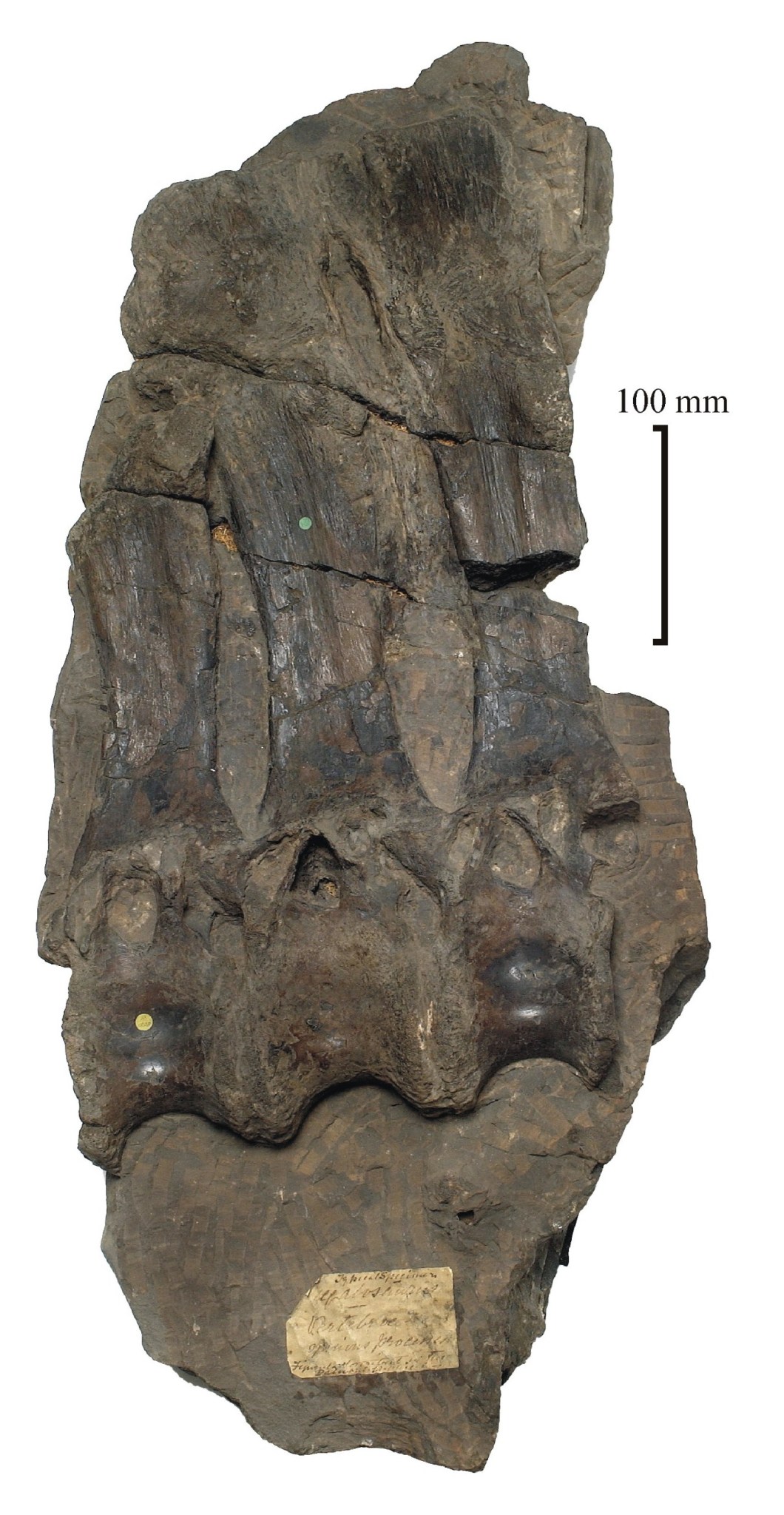 Altispinax: The Mysterious Meat-Eater of Early Cretaceous England ...