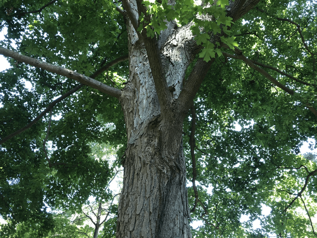 July 19-21 – The Lucaria: The Festival of the Sacred Grove – DINOSAURS ...