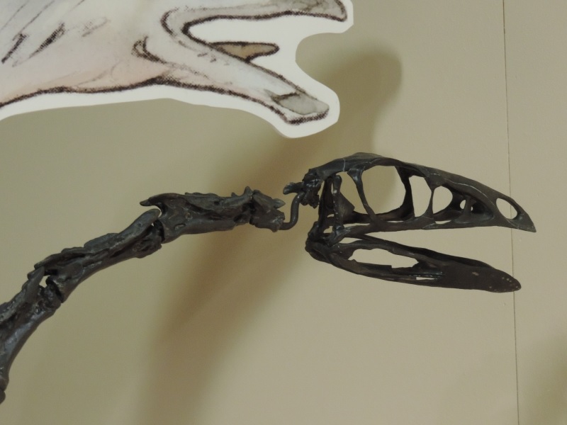 Nedcolbertia: A North American elaphrosaur? – DINOSAURS AND BARBARIANS