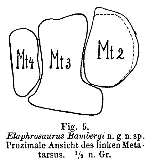 Nedcolbertia: A North American elaphrosaur? – DINOSAURS AND BARBARIANS