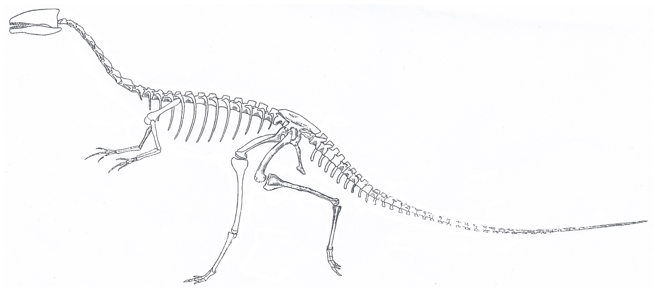 Nedcolbertia: A North American elaphrosaur? – DINOSAURS AND BARBARIANS