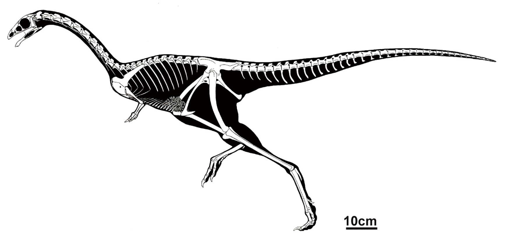 Nedcolbertia: A North American elaphrosaur? – DINOSAURS AND BARBARIANS