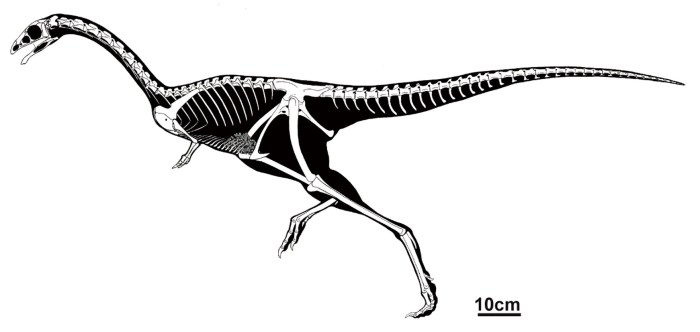 Nedcolbertia: A North American elaphrosaur? – DINOSAURS AND BARBARIANS