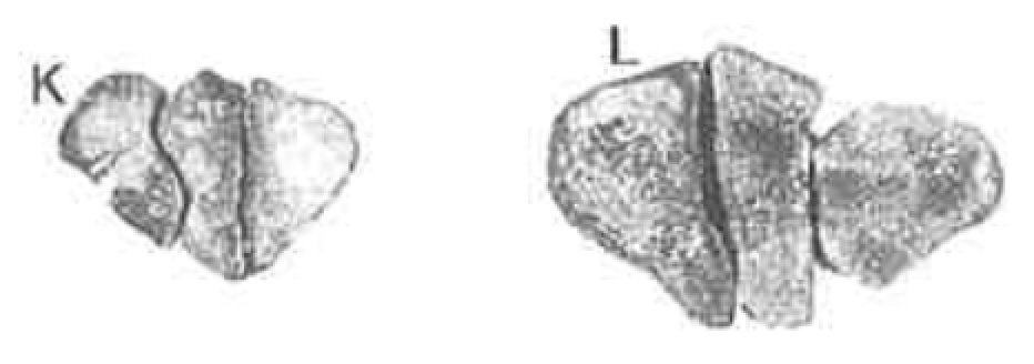 Nedcolbertia: A North American elaphrosaur? – DINOSAURS AND BARBARIANS