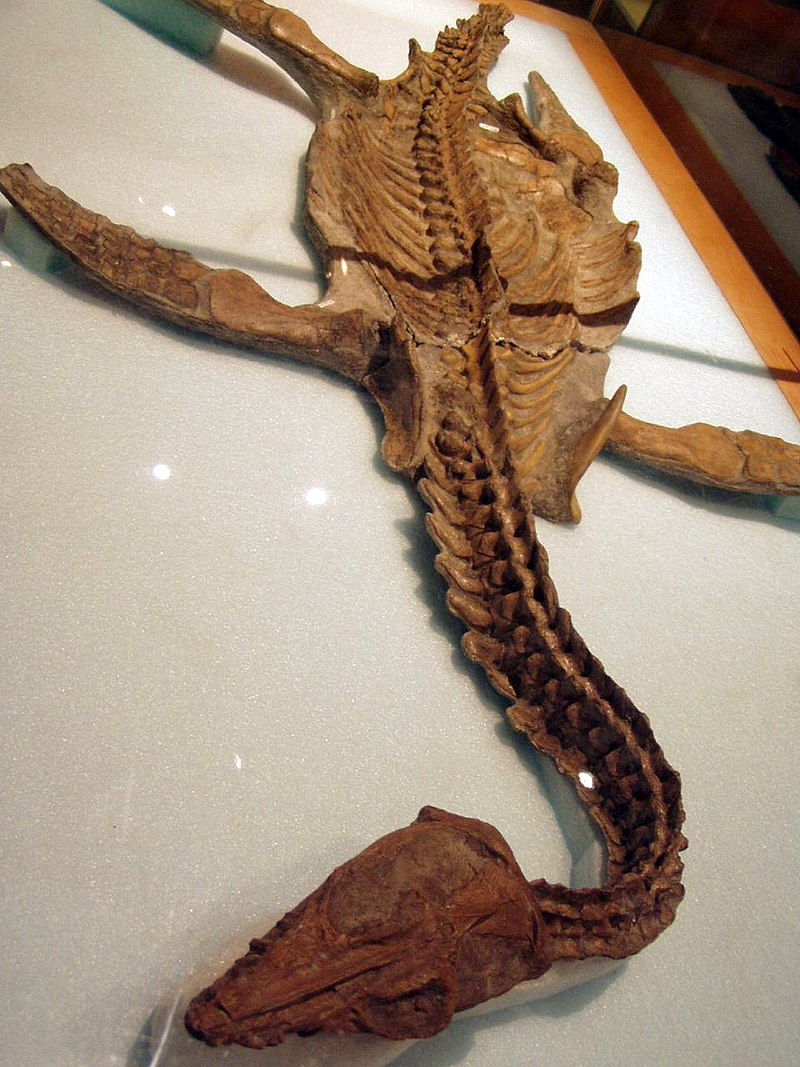 Leptocleidus – DINOSAURS AND BARBARIANS
