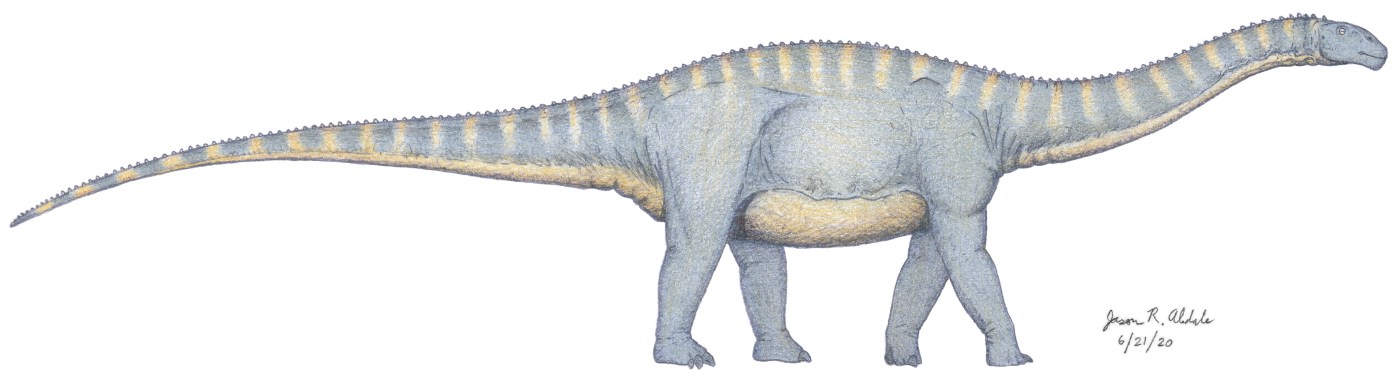 Haplocanthosaurus: An Enigmatic Sauropod from the Late Jurassic Period ...