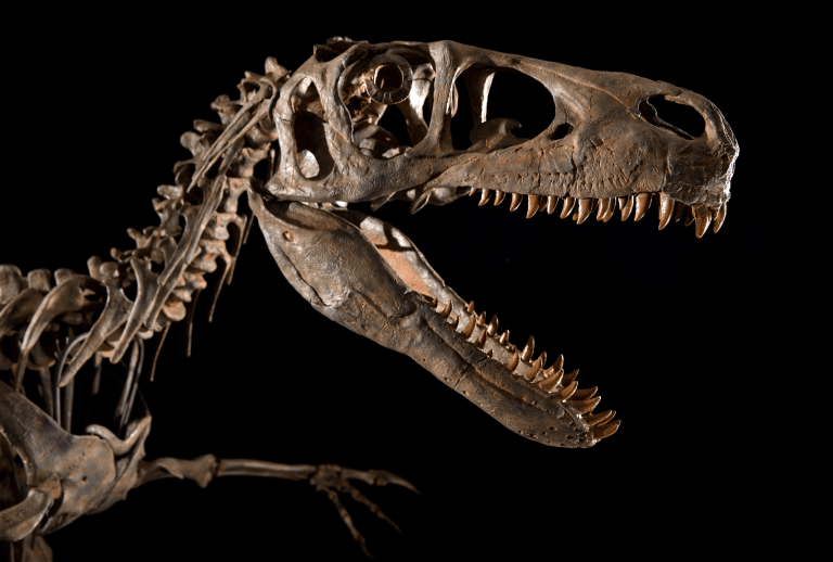 Utahraptor: A History – DINOSAURS AND BARBARIANS