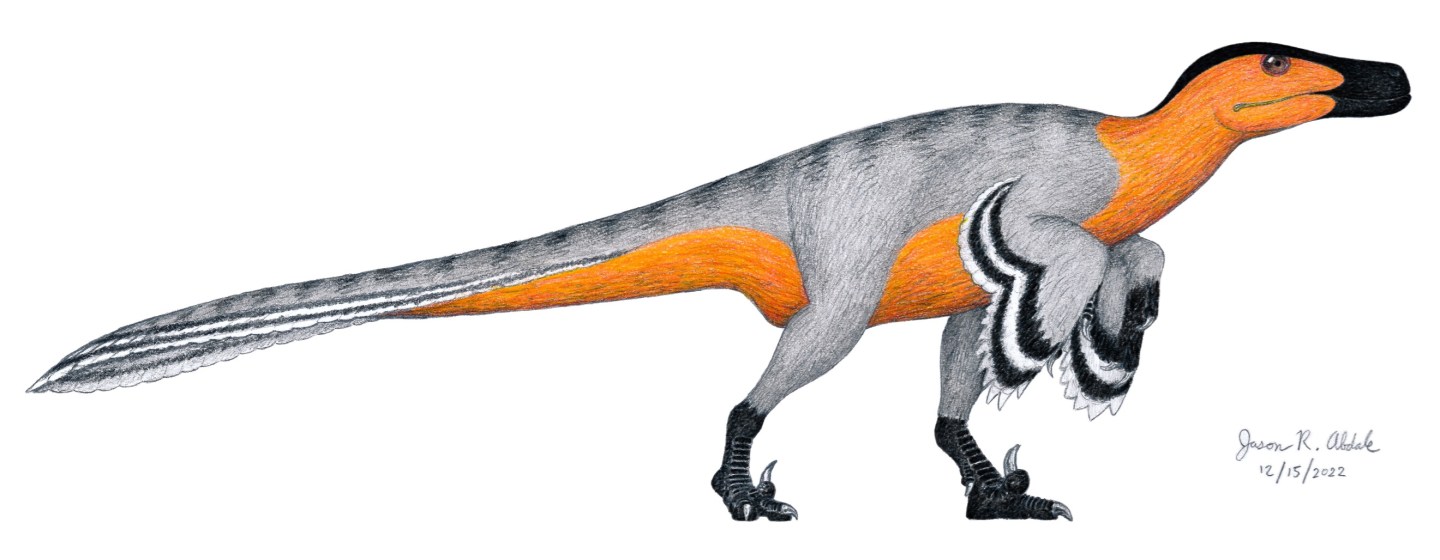 Adasaurus – DINOSAURS AND BARBARIANS