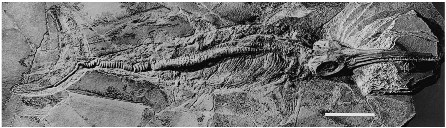 Aegirosaurus – DINOSAURS AND BARBARIANS