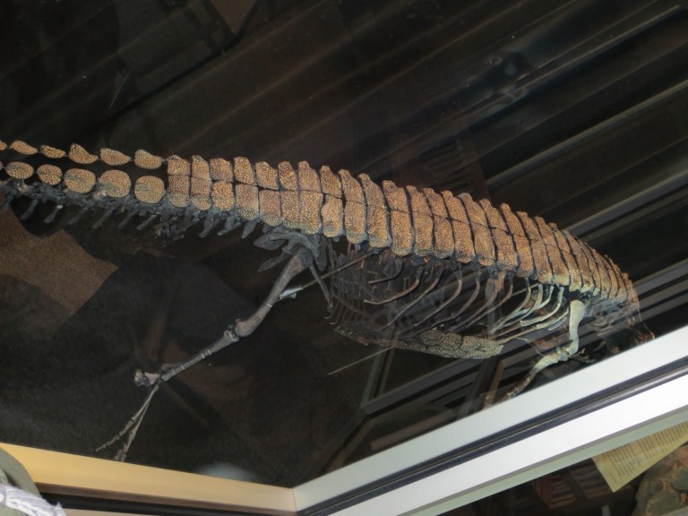 Goniopholis: The Typical Mesozoic Crocodile – DINOSAURS AND BARBARIANS