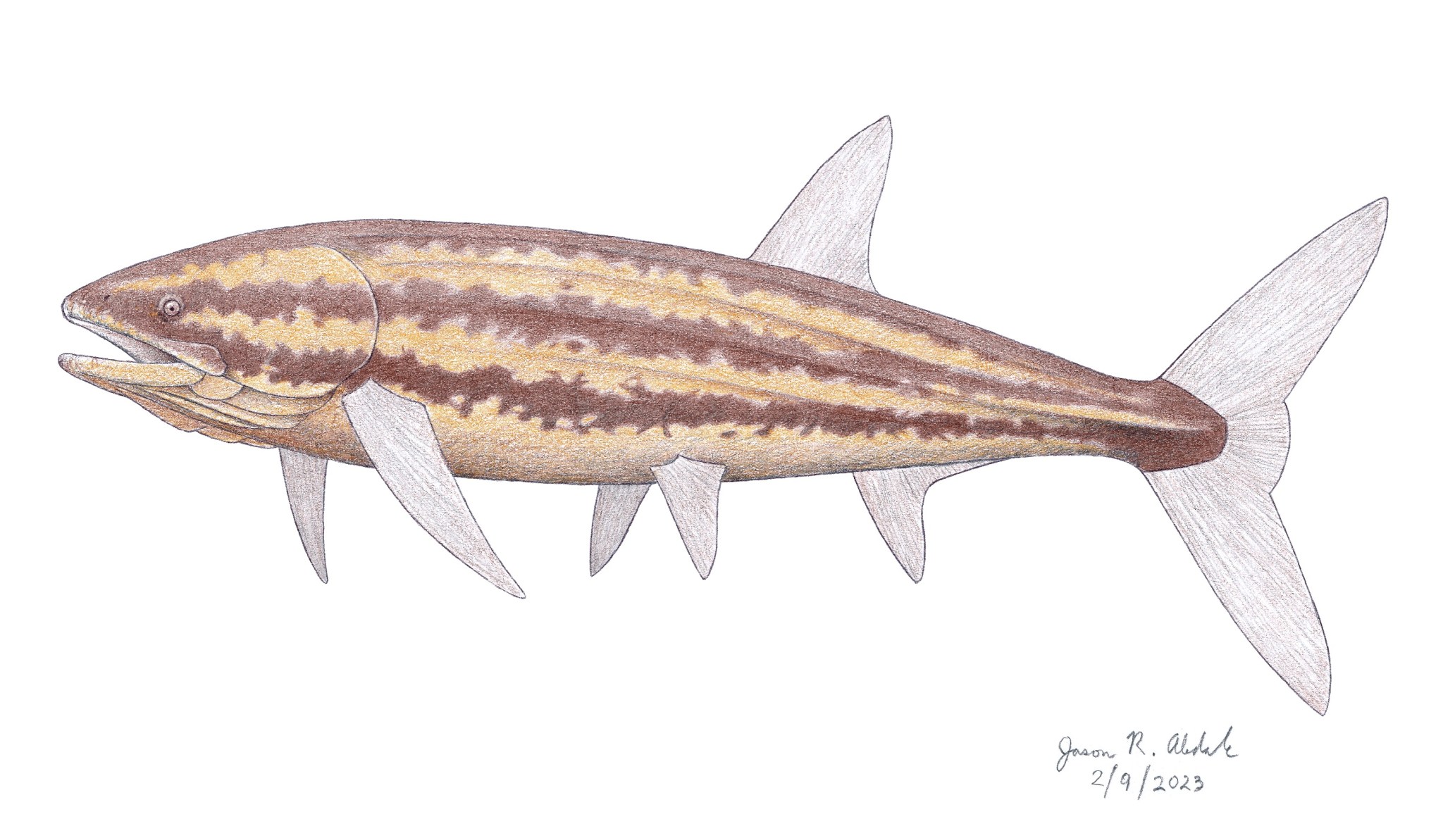 Leedsichthys – DINOSAURS AND BARBARIANS