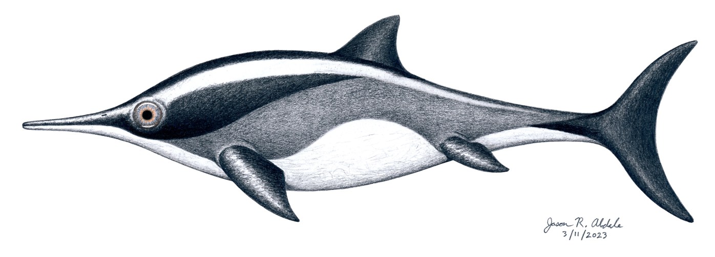 Acamptonectes – DINOSAURS AND BARBARIANS