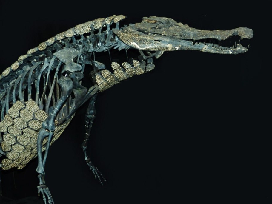 Goniopholis: The Typical Mesozoic Crocodile – DINOSAURS AND BARBARIANS