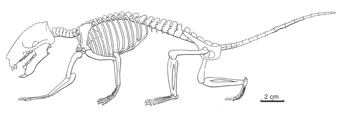 Cifelliodon – DINOSAURS AND BARBARIANS