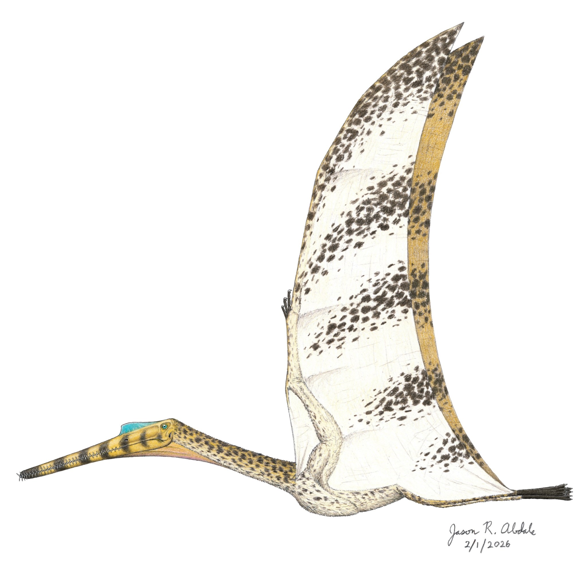 Kepodactylus – DINOSAURS AND BARBARIANS