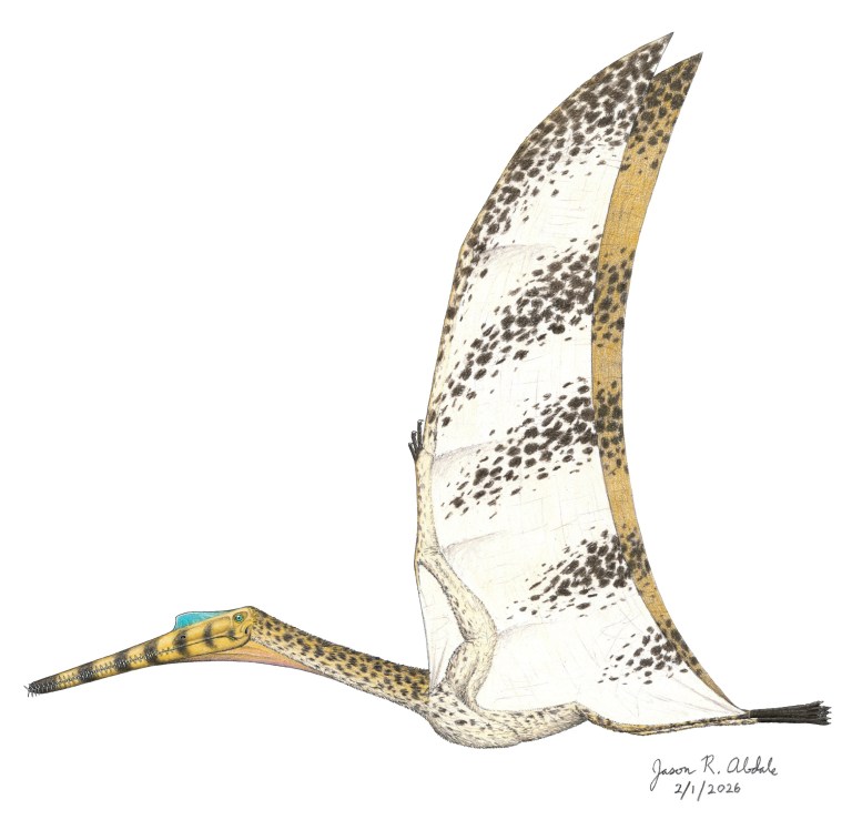 Kepodactylus – DINOSAURS AND BARBARIANS