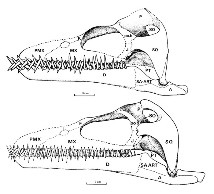 The Colymbosaurus-Kimmerosaurus Controversy – DINOSAURS AND BARBARIANS