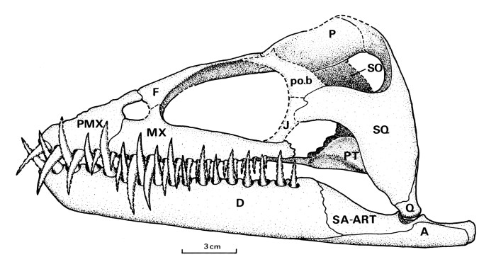 The Colymbosaurus-Kimmerosaurus Controversy – DINOSAURS AND BARBARIANS