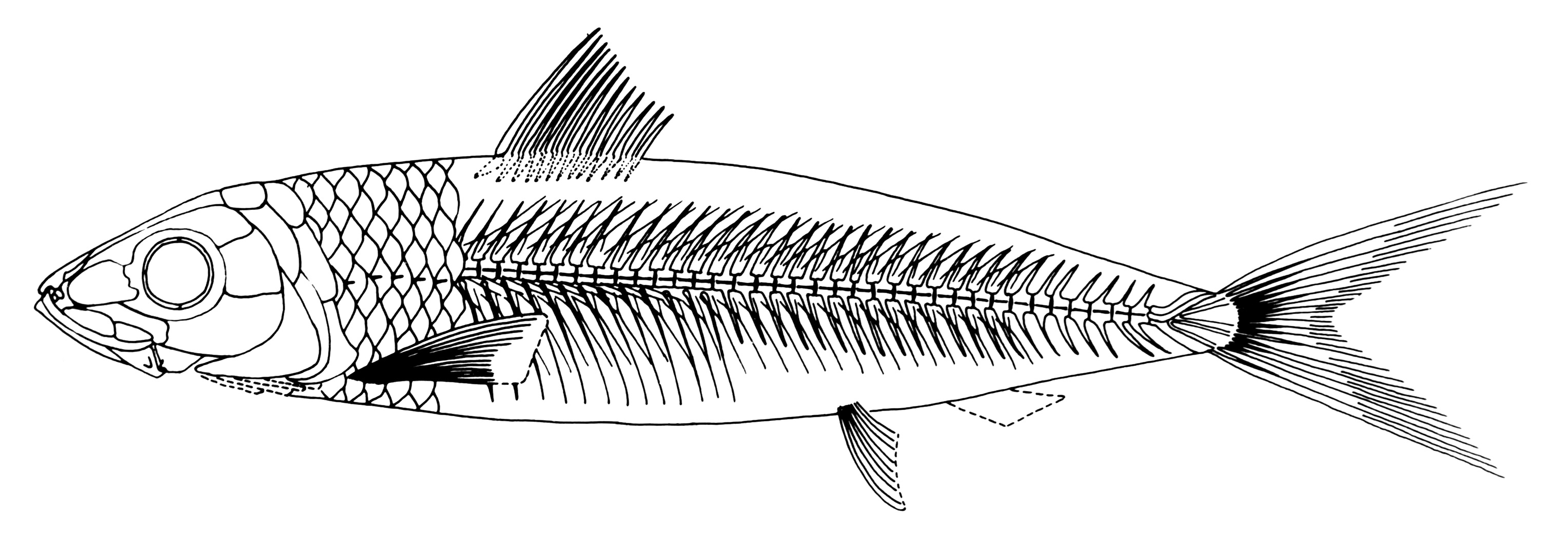 Apsopelix and Pelecorapis: Two Separate Genera, Or Just One ...