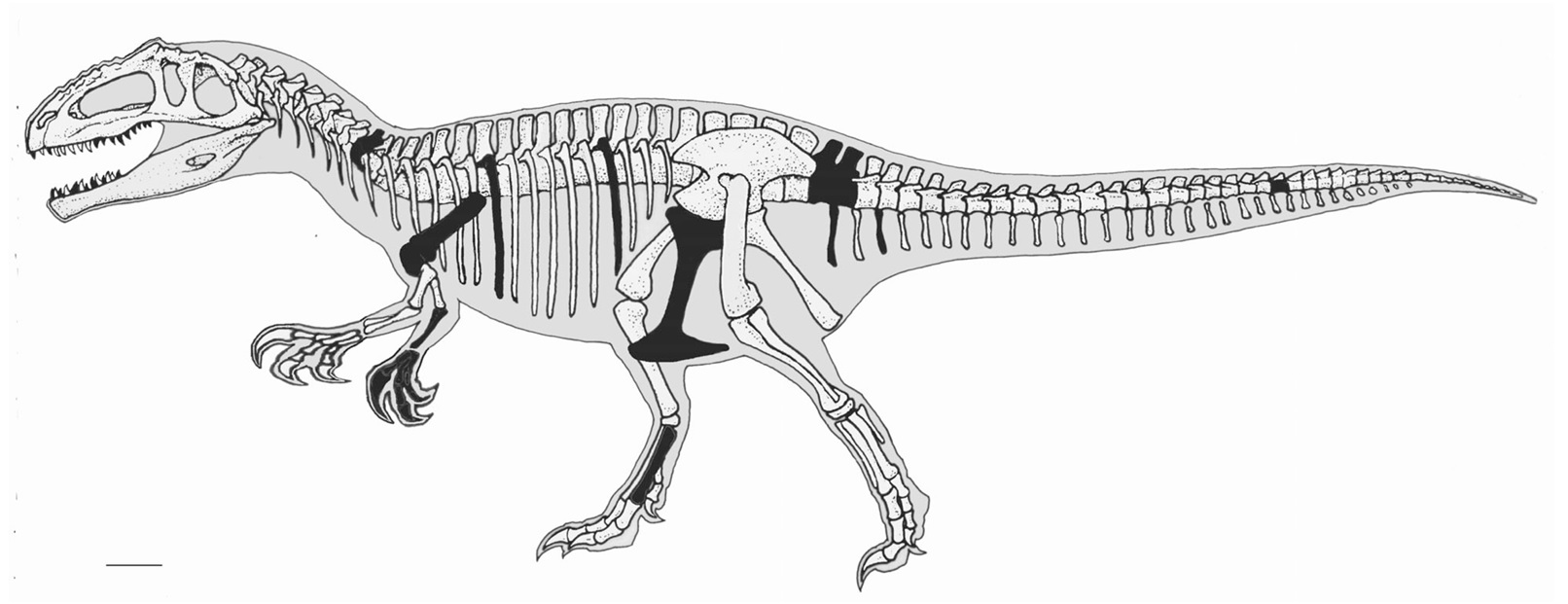 Megaraptor – DINOSAURS AND BARBARIANS