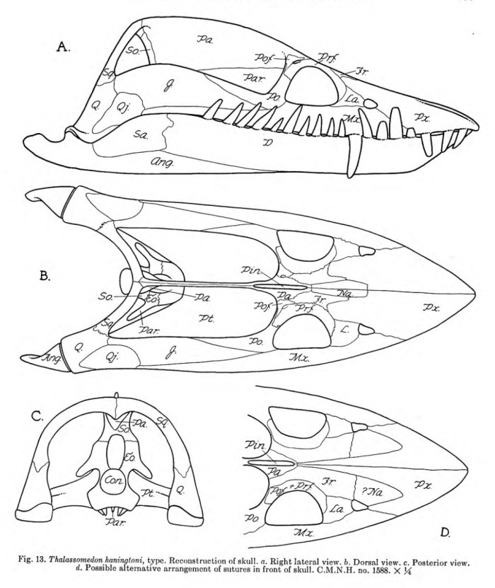 Thalassomedon – DINOSAURS AND BARBARIANS