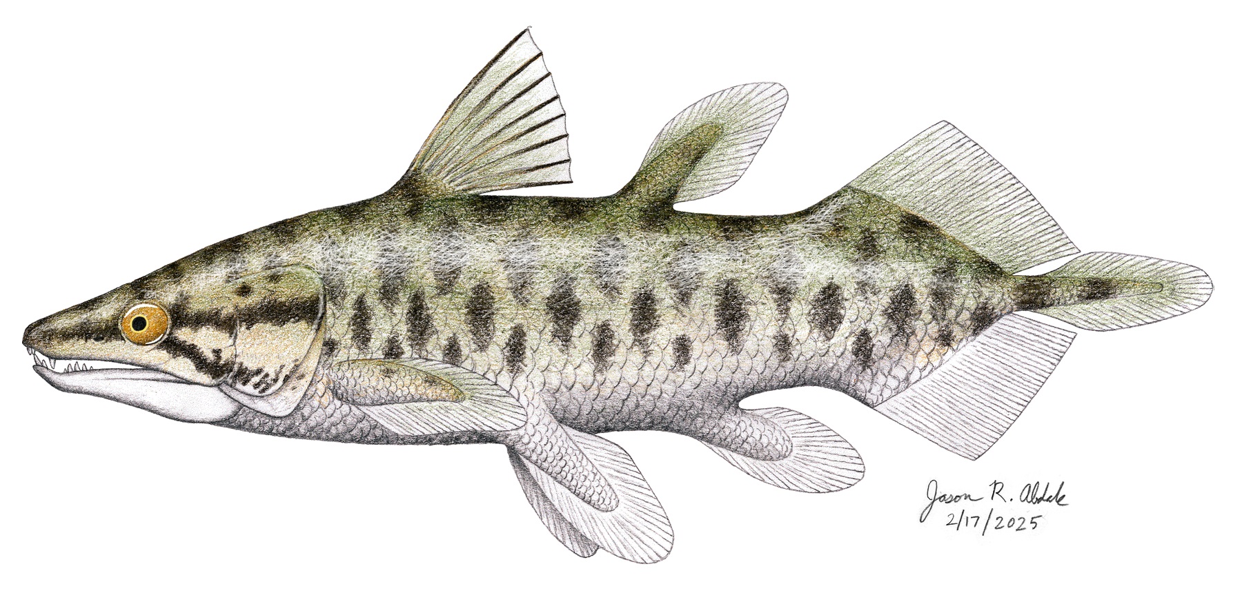 Chinlea – DINOSAURS AND BARBARIANS