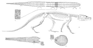 Protosuchus – DINOSAURS AND BARBARIANS