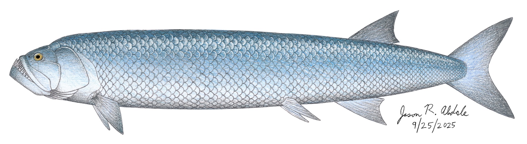 Cladocyclus – DINOSAURS AND BARBARIANS