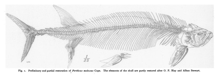 Xiphactinus – DINOSAURS AND BARBARIANS