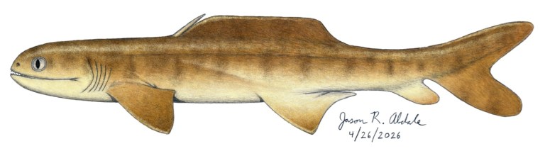 Diplodoselache – DINOSAURS AND BARBARIANS